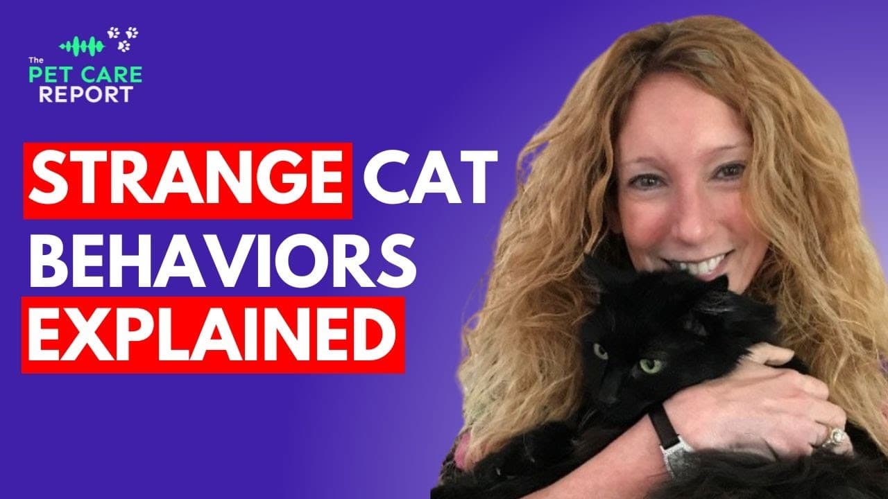 Strange Cat Behaviors Explained | The Pet Care Report Podcast | By Pet ...